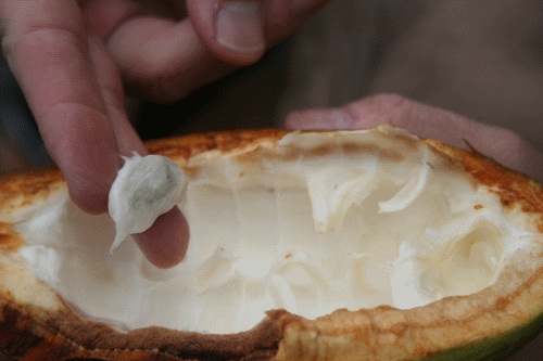 Cocoa Pod Photo with moist bean - Omanhene Cocoa Bean Company